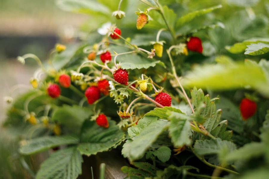 Quali sono le tipologie di frutti di bosco? - Asiago Food Blog